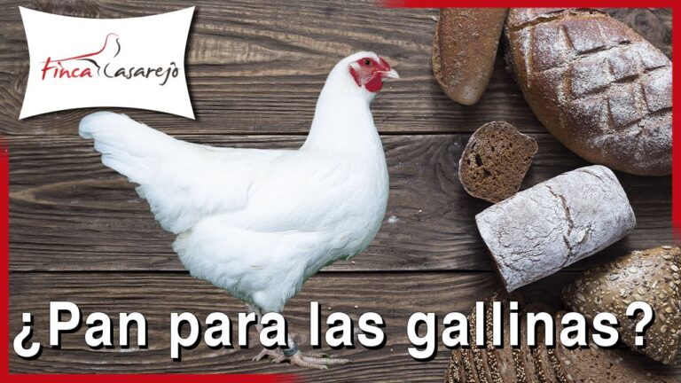 ¿Es Malo el Pan para las Gallinas? Descubre la Verdad Detrás de Este ...